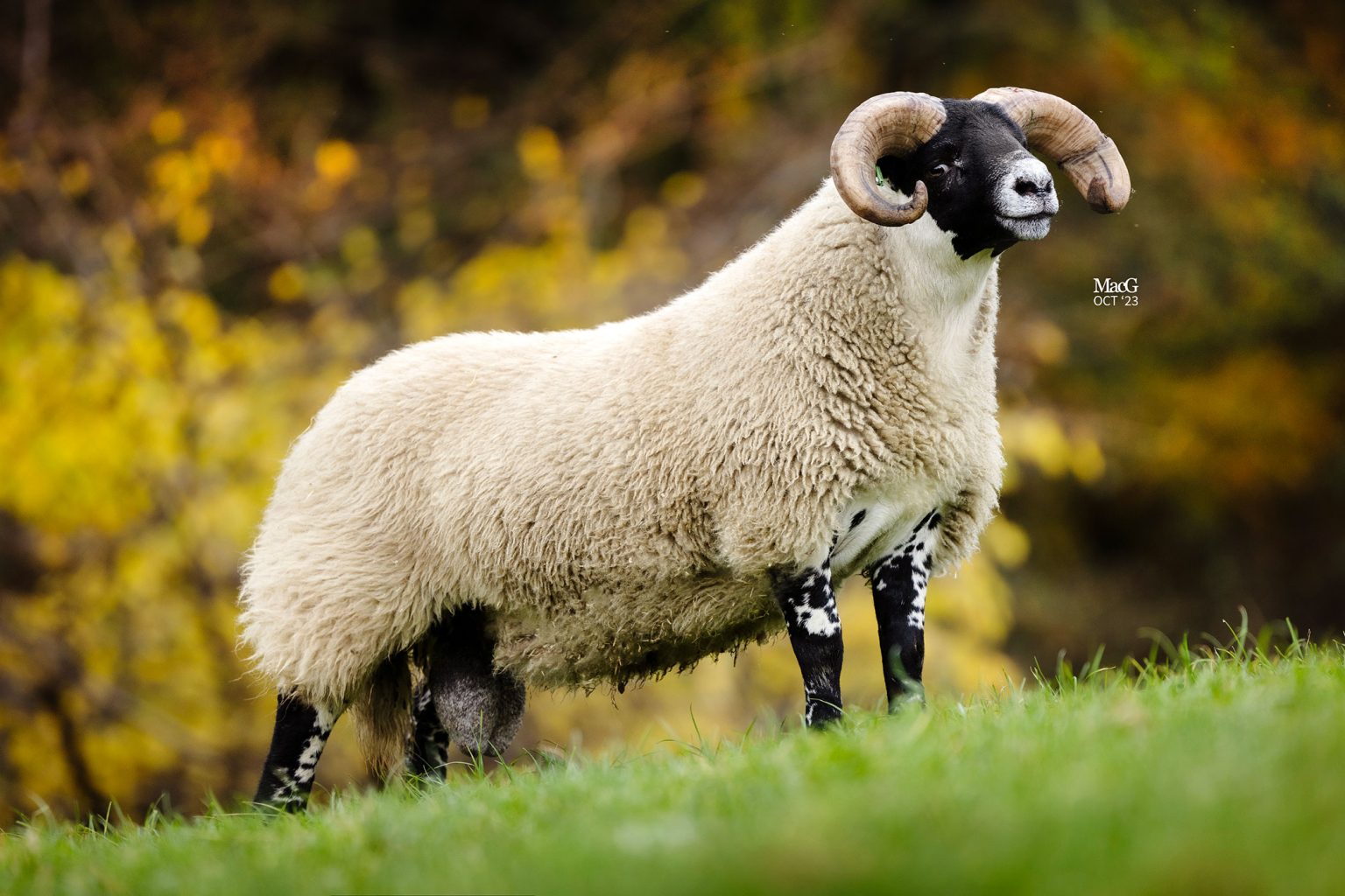 Blackface Tups '23 - MacGregor Photography