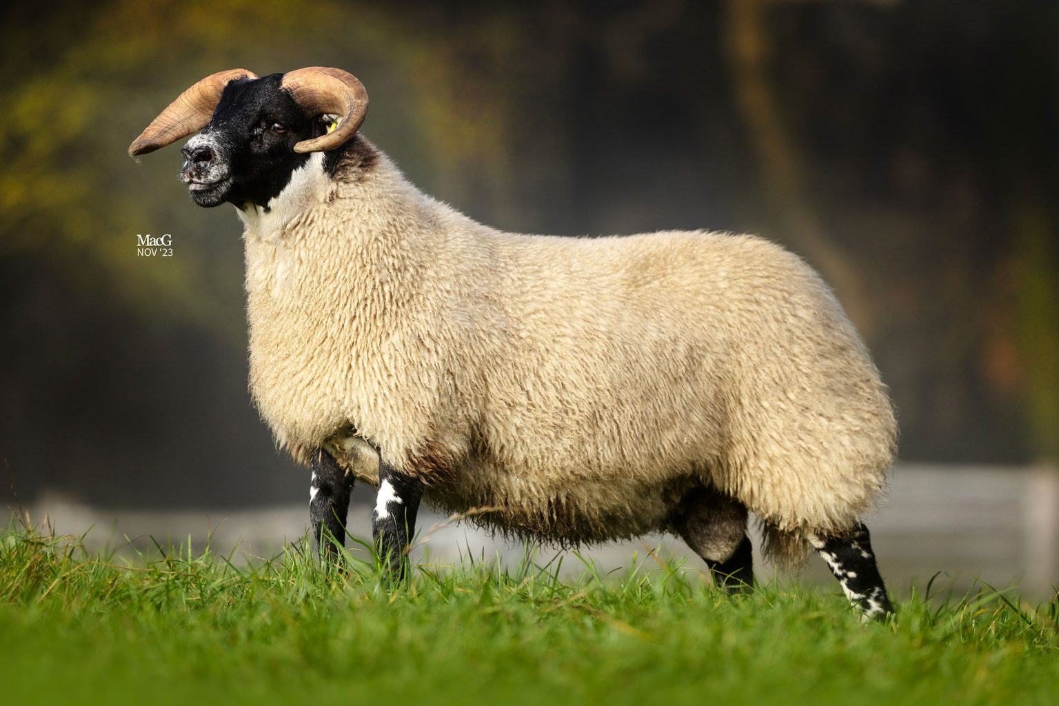 Blackface Tups '23 - MacGregor Photography