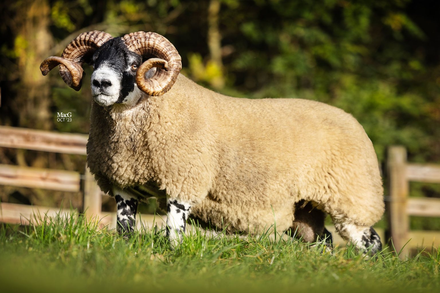 Blackface Tups '23 - MacGregor Photography