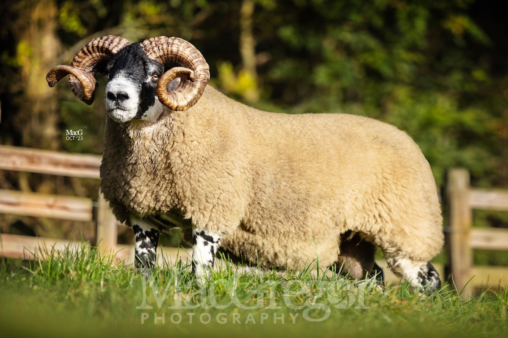 Allanfauld-Kept-Kolisi-8363 - MacGregor Photography