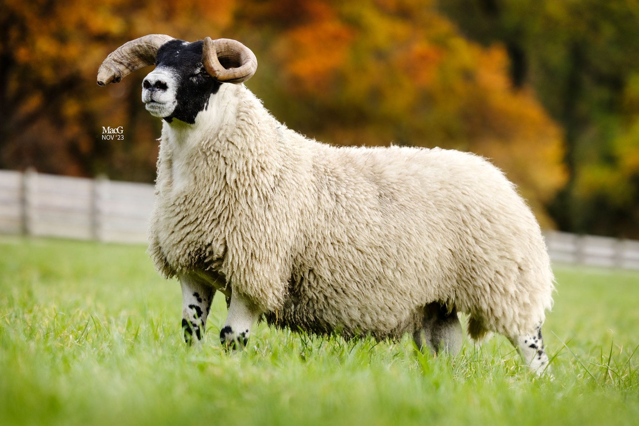 Blackface Tups '23 - MacGregor Photography