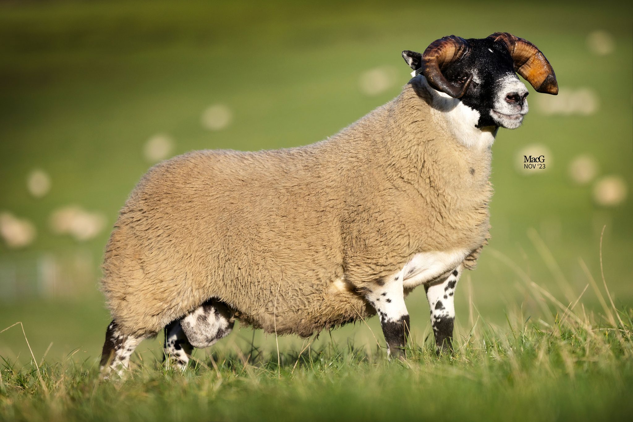 Blackface Tups '23 - MacGregor Photography