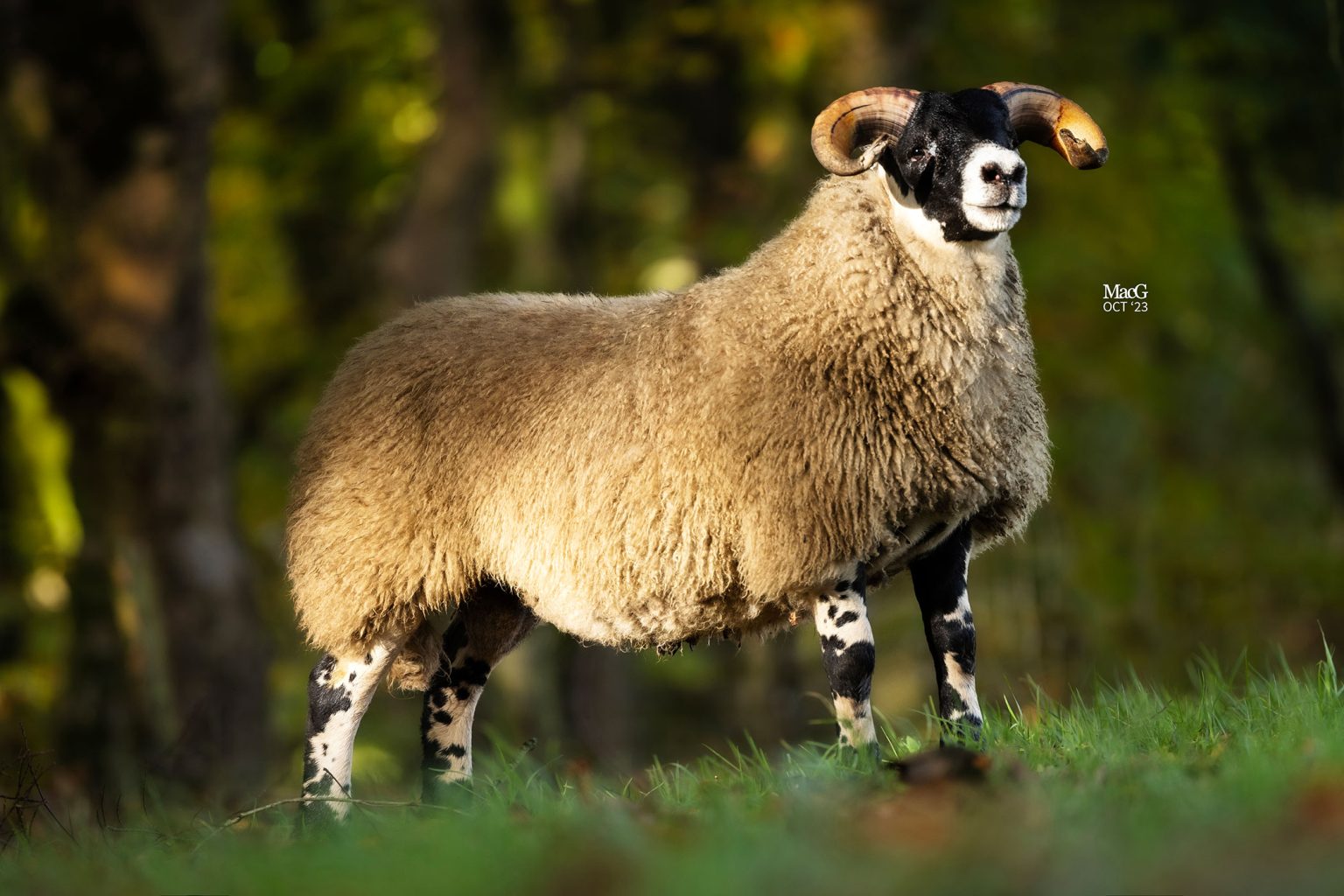 Blackface Tups '23 - MacGregor Photography
