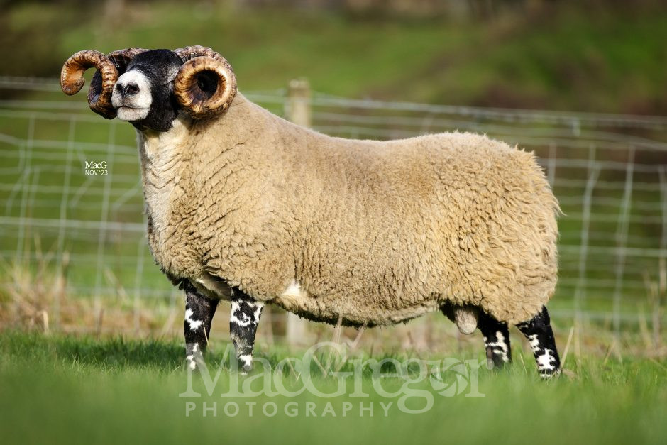 Blackface Tups '23 - MacGregor Photography