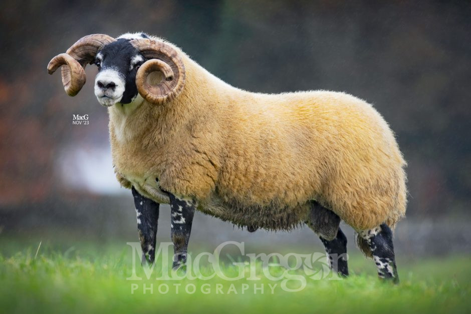 Blackface Tups '23 - MacGregor Photography
