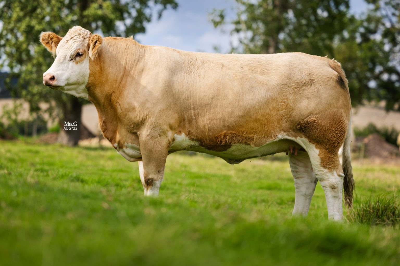 Heathbrow Simmental Dispersal - Preview - MacGregor Photography