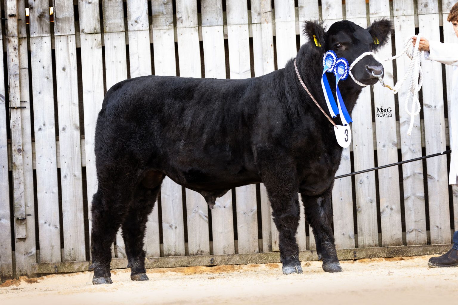 Stars of the Future Calf Show '23 - MacGregor Photography