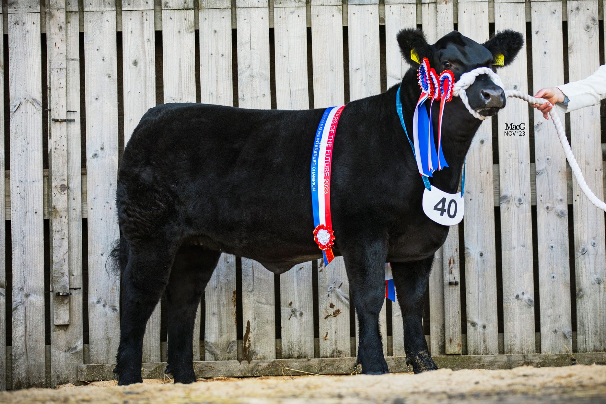 Stars of the Future Calf Show '23 - MacGregor Photography