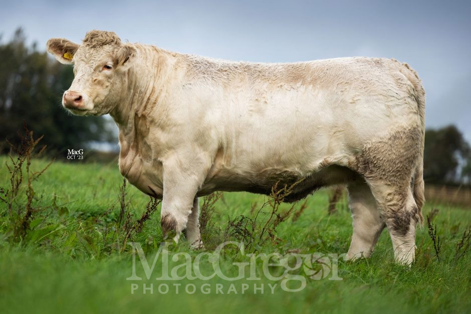 Star-2273 - MacGregor Photography