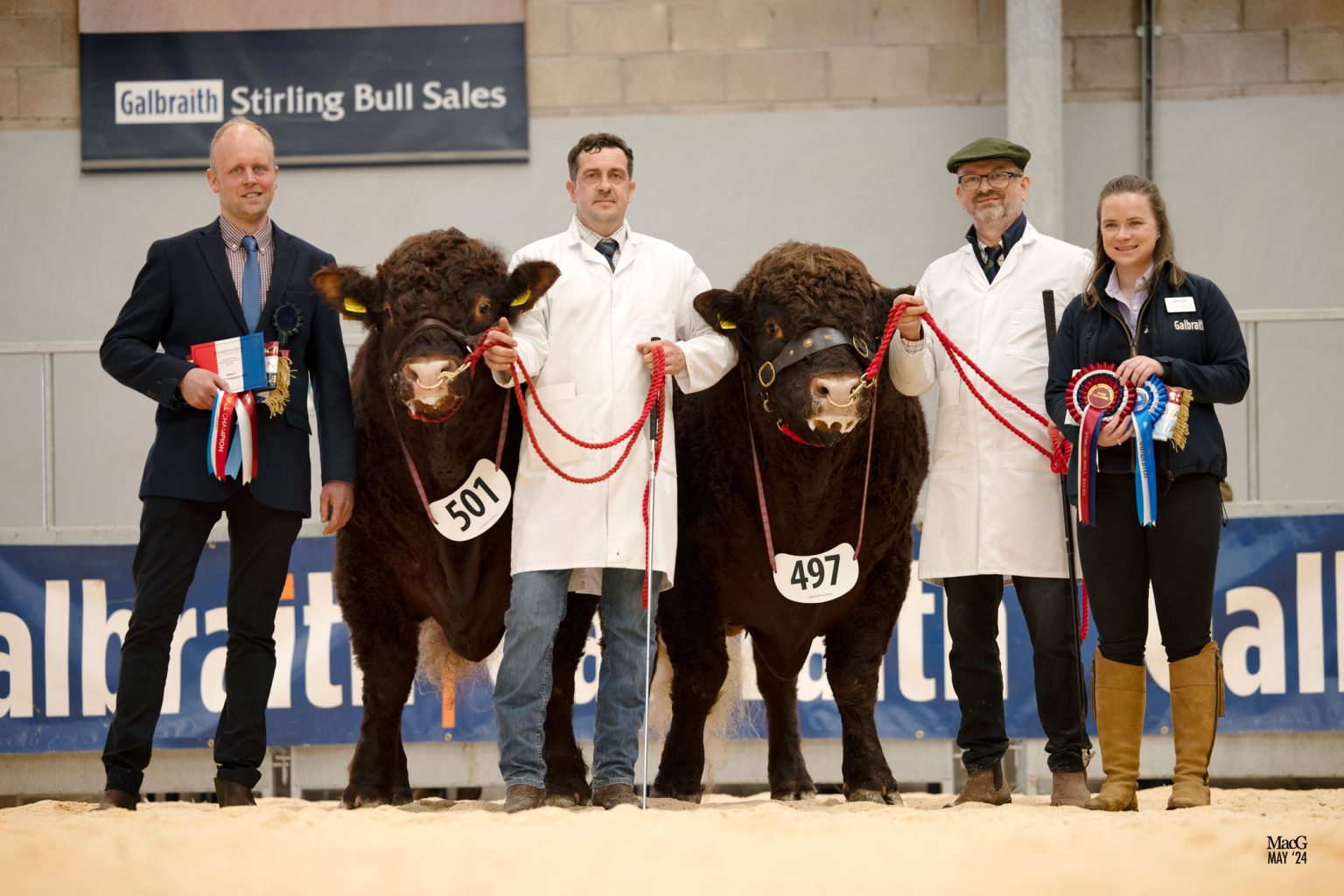 Stirling - Multi-breed Bull Sale - May '24 - MacGregor Photography