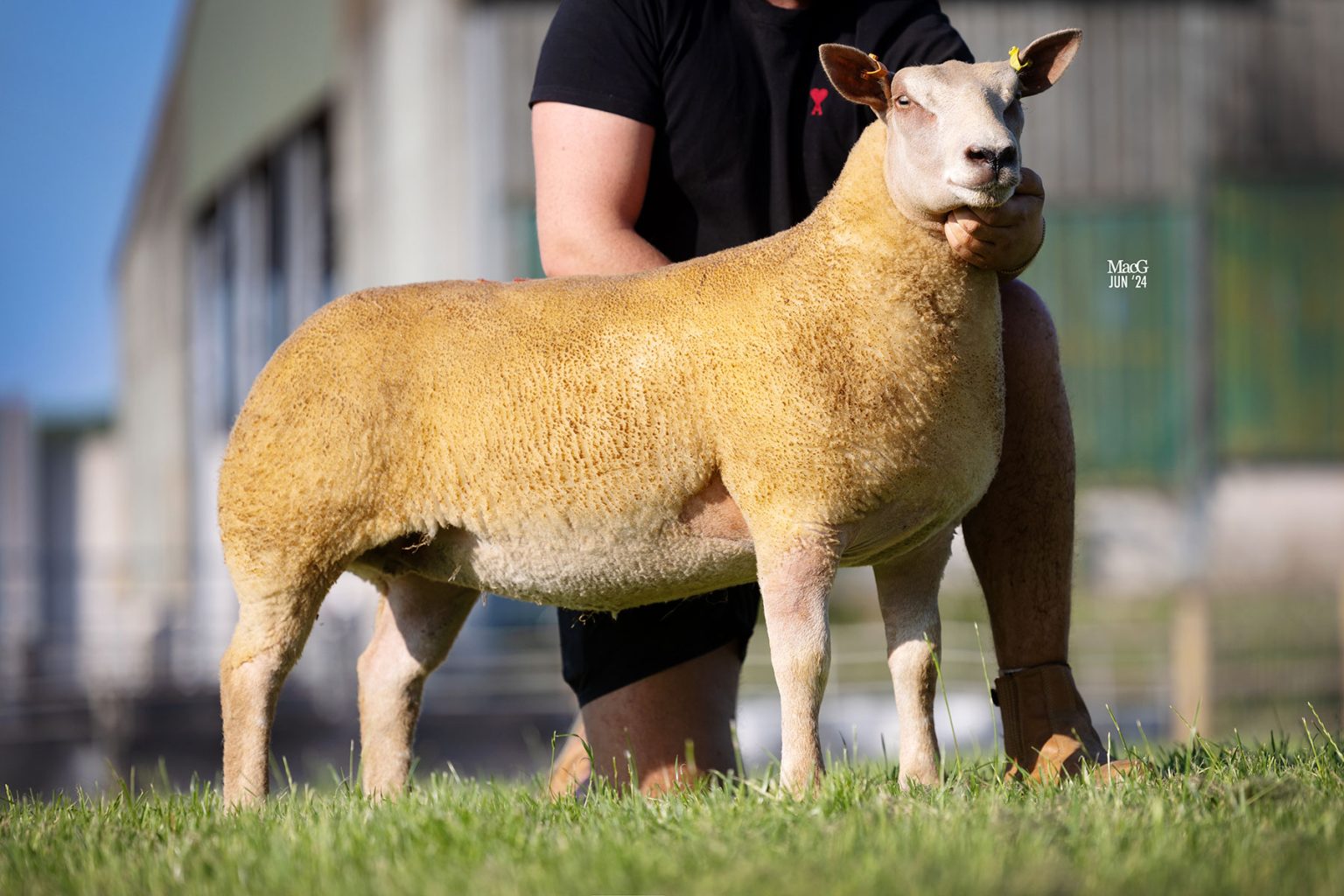 Charollais Sheep For Sale - June '24 - MacGregor Photography