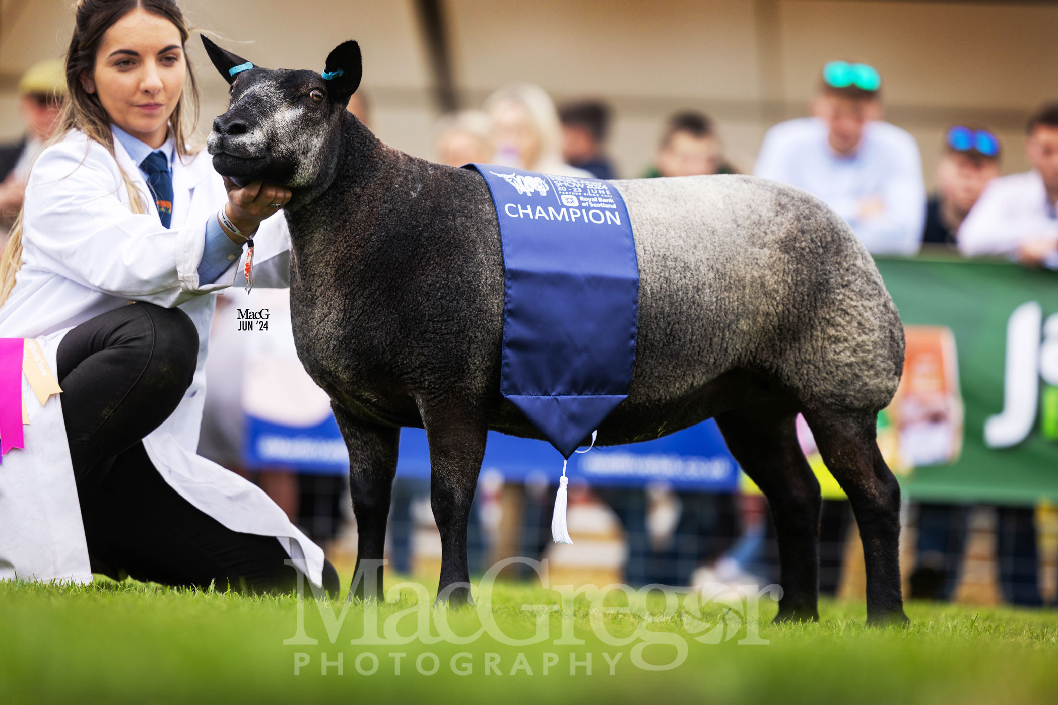Blue-Texel-Champ-1755 - MacGregor Photography