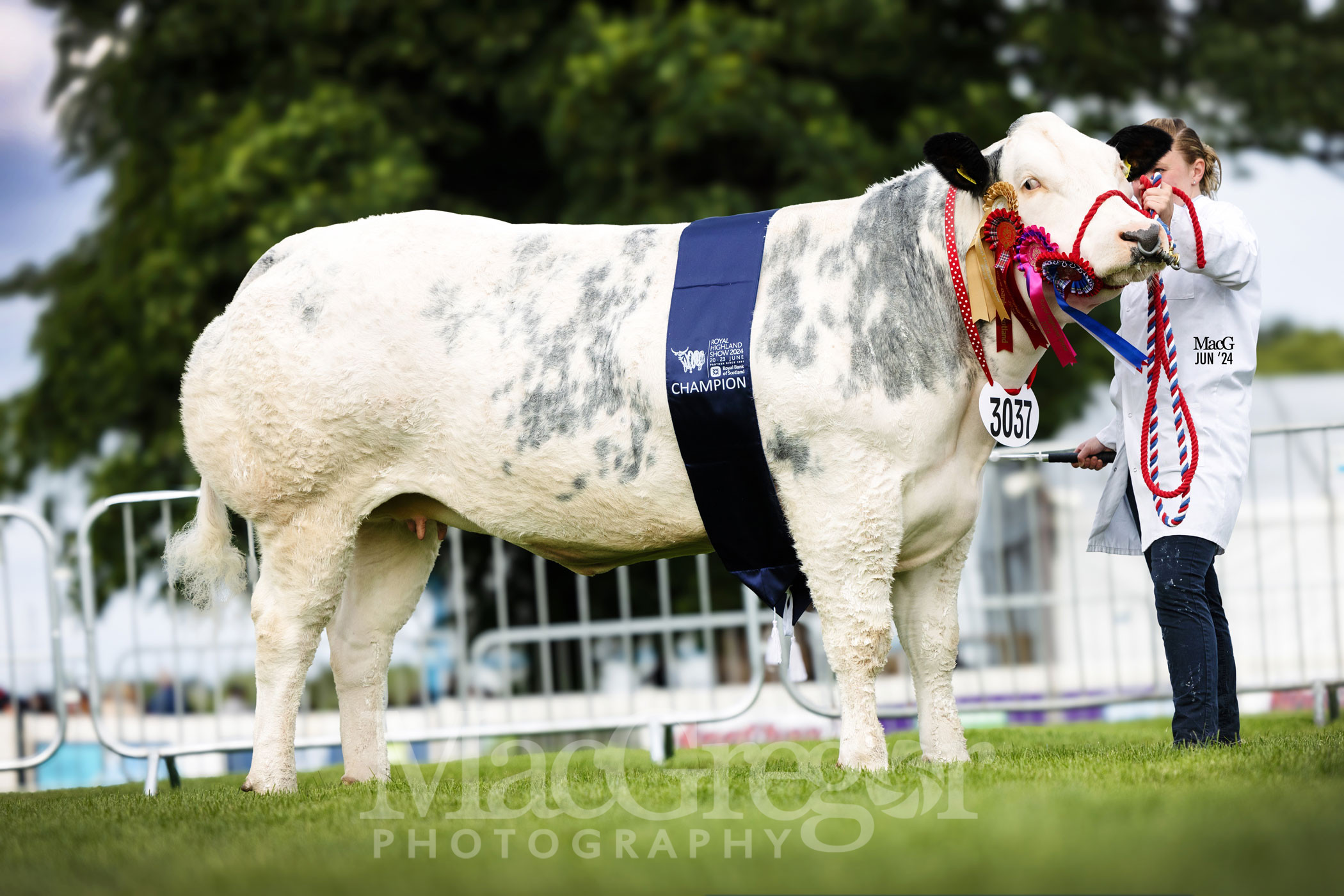British-Blue-CHAMP-3037-Pendle-Sarsaparilla-8174 - MacGregor Photography
