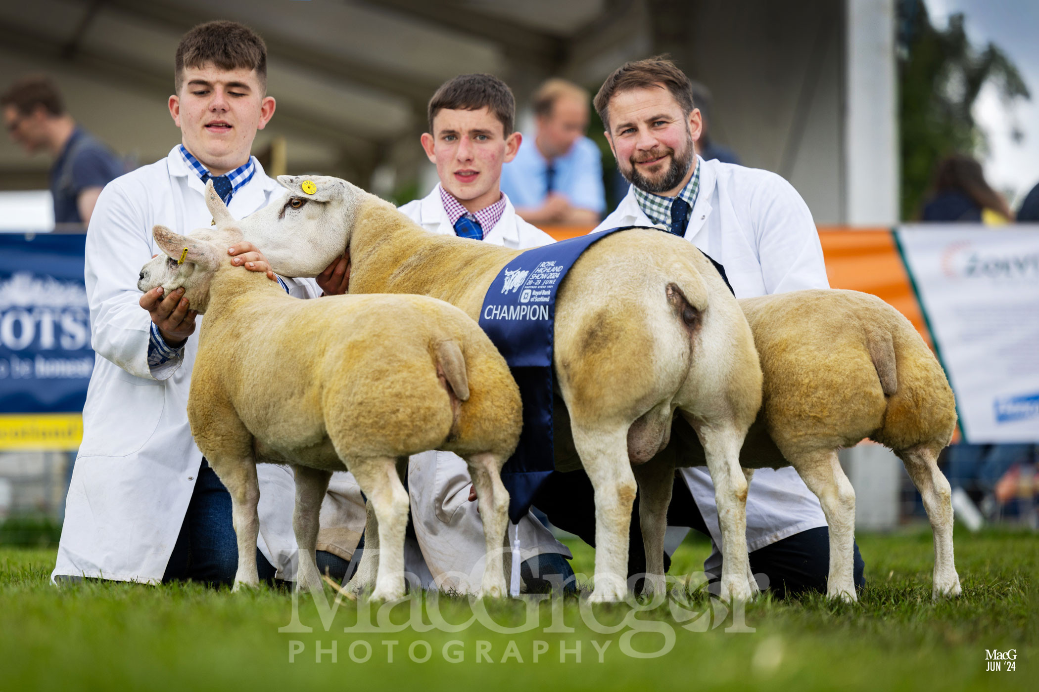 Commercial-Sheep-Champ-2039 - MacGregor Photography