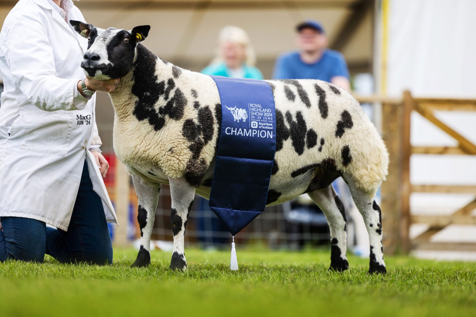 Royal Highland Show '24 - SHEEP - MacGregor Photography