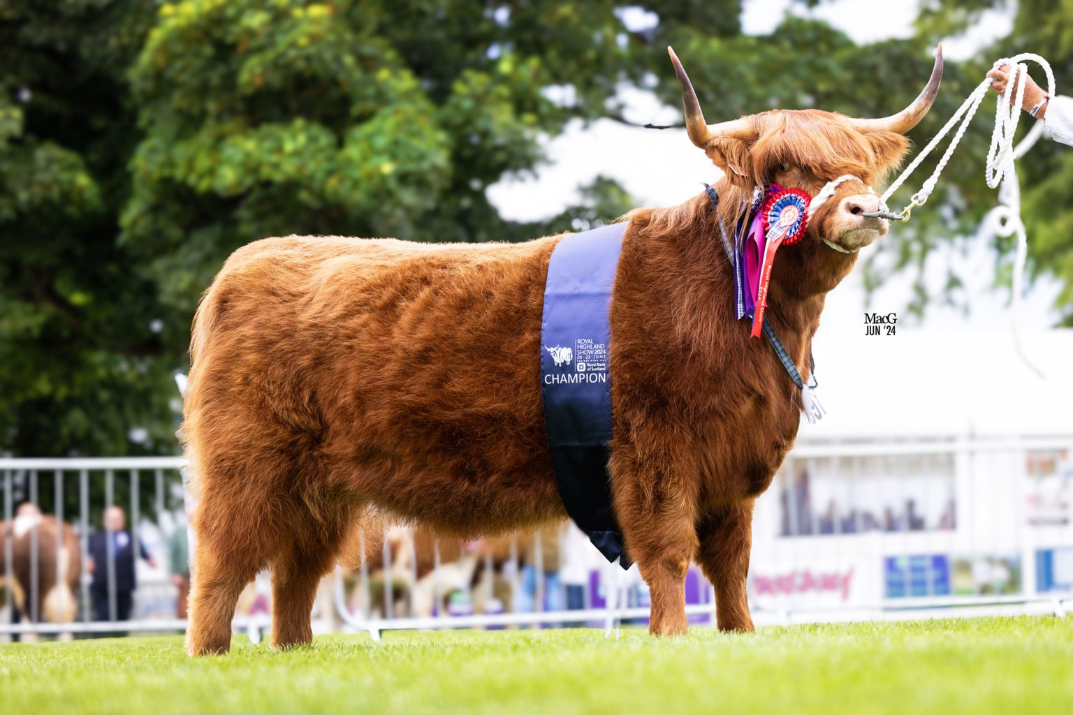Royal Highland Show '24 - CATTLE - MacGregor Photography