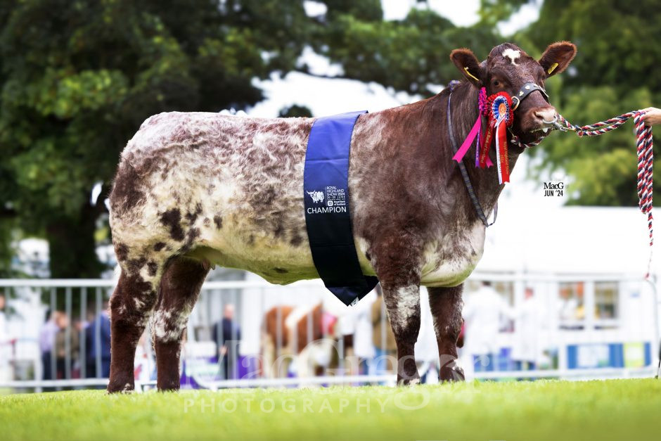 Shorthorn-CHAMP-2448-Eskechraggan-Fairy-Sara-7361 - MacGregor Photography