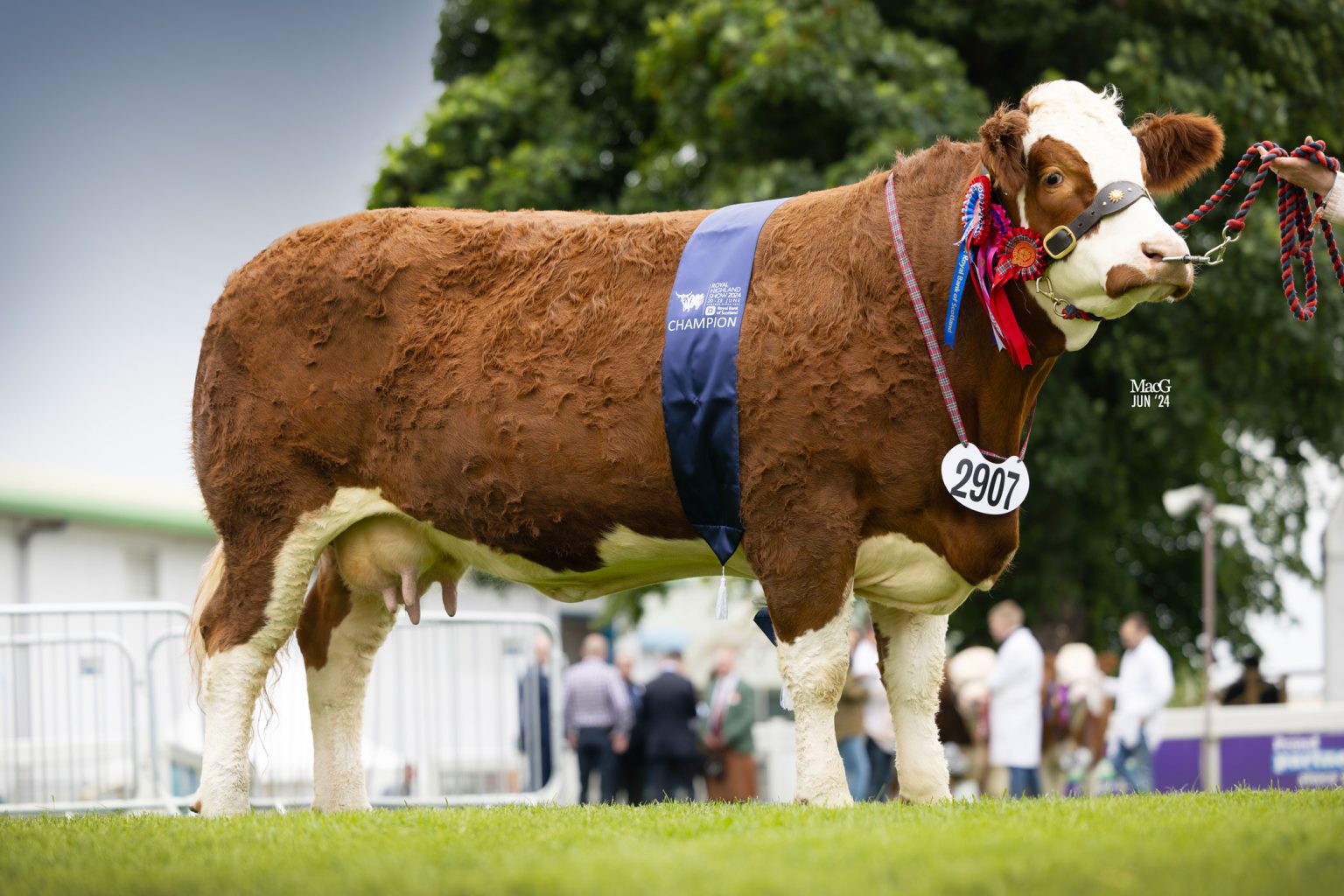 Royal Highland Show '24 - CATTLE - MacGregor Photography