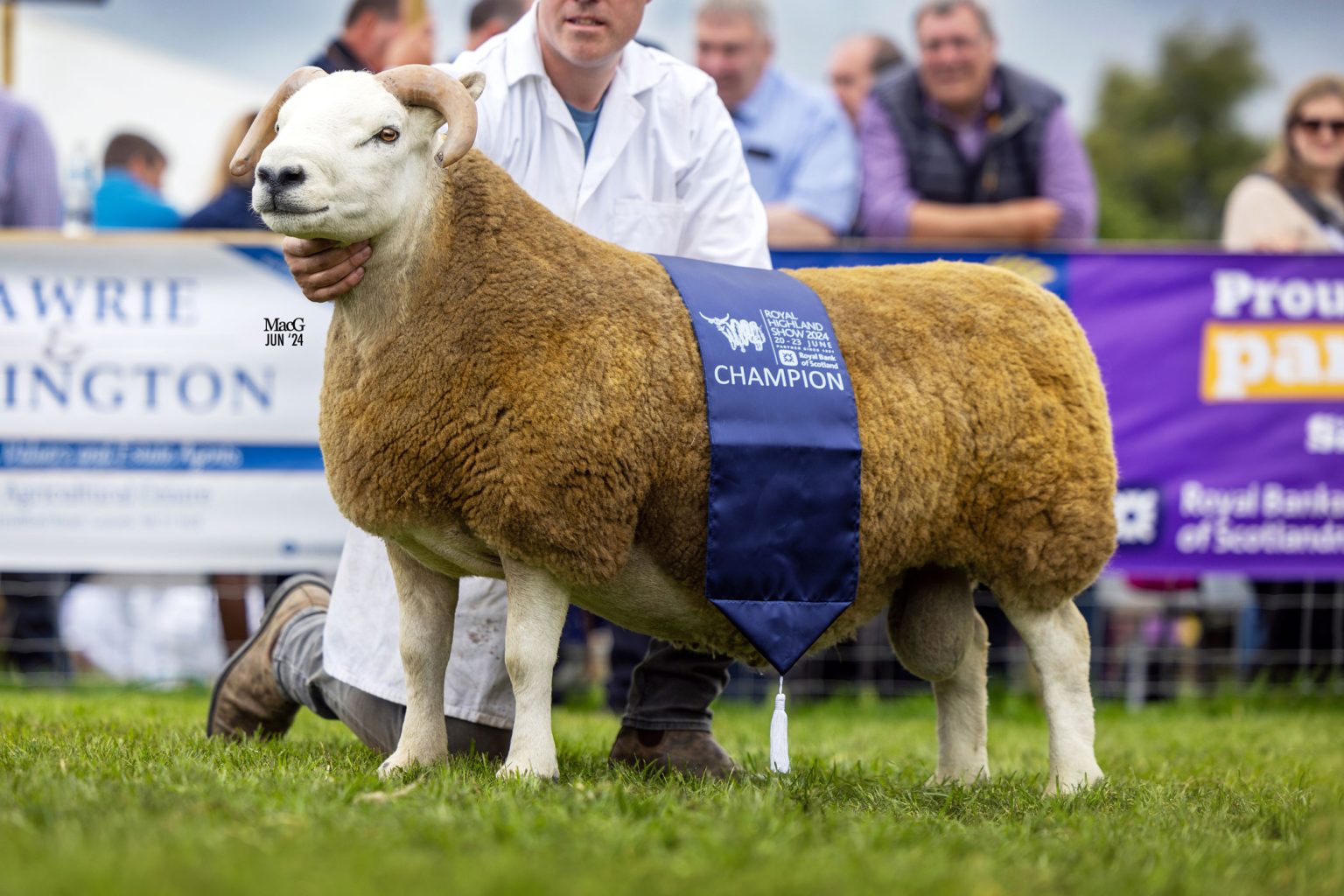 Royal Highland Show '24 - SHEEP - MacGregor Photography
