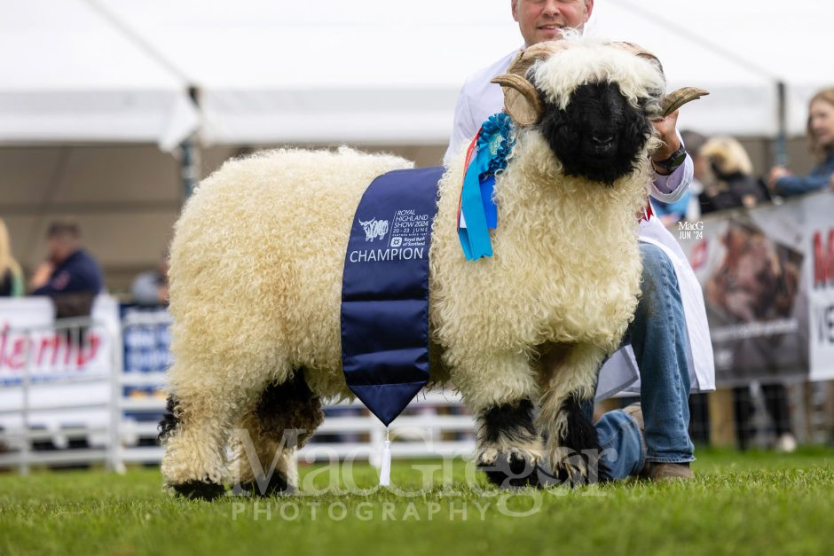 Royal Highland Show '24 - SHEEP - MacGregor Photography