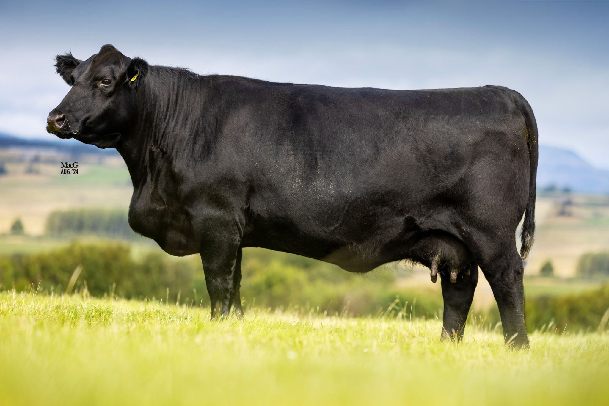 HW Production Sale Preview - Oct '24 - MacGregor Photography