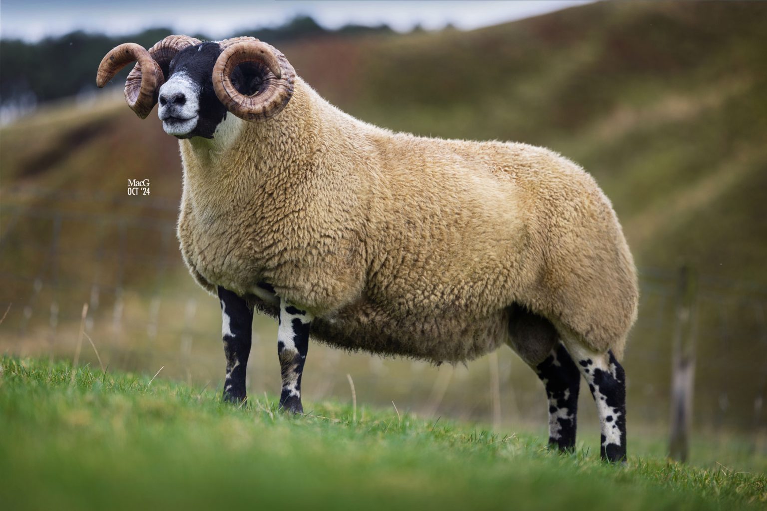 Blackface Tups '24 - MacGregor Photography