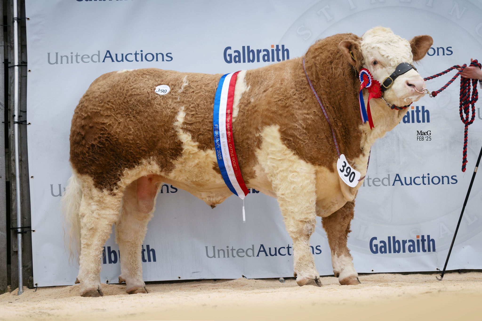 Stirling - Simmental - Feb '25 - MacGregor Photography
