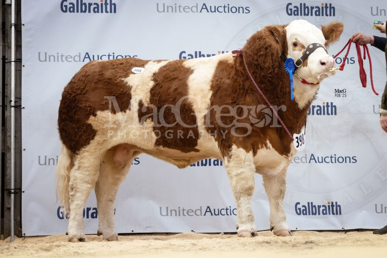 Stirling - Simmental - Feb '25 - MacGregor Photography