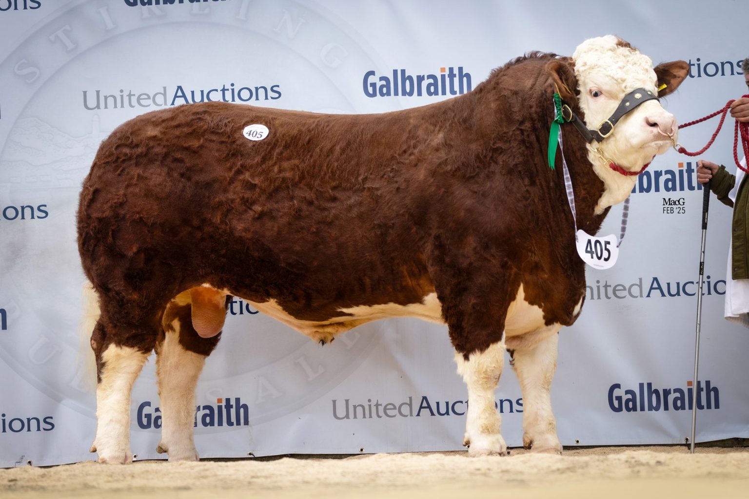 Stirling - Simmental - Feb '25 - MacGregor Photography