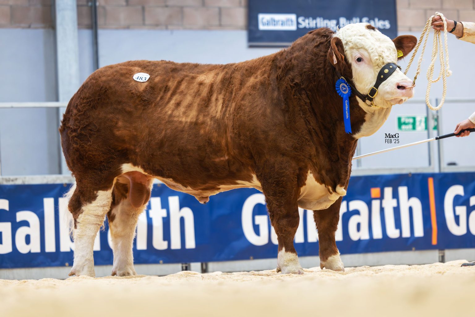 Stirling - Simmental - Feb '25 - MacGregor Photography