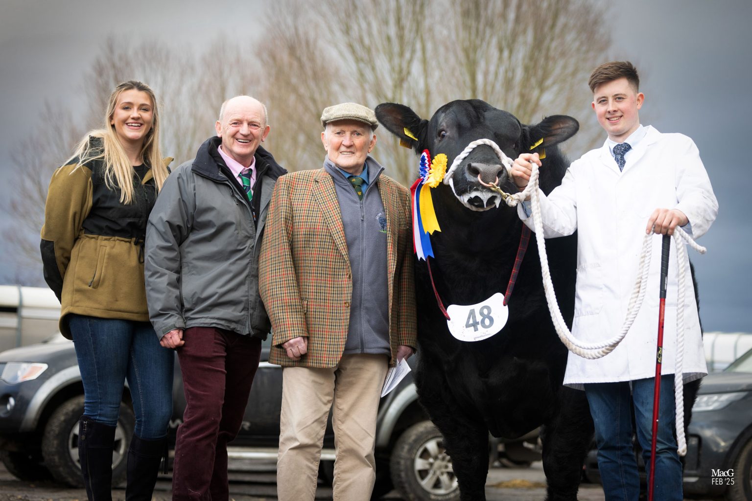 Stirling - Aberdeen-Angus - Feb '25 - MacGregor Photography