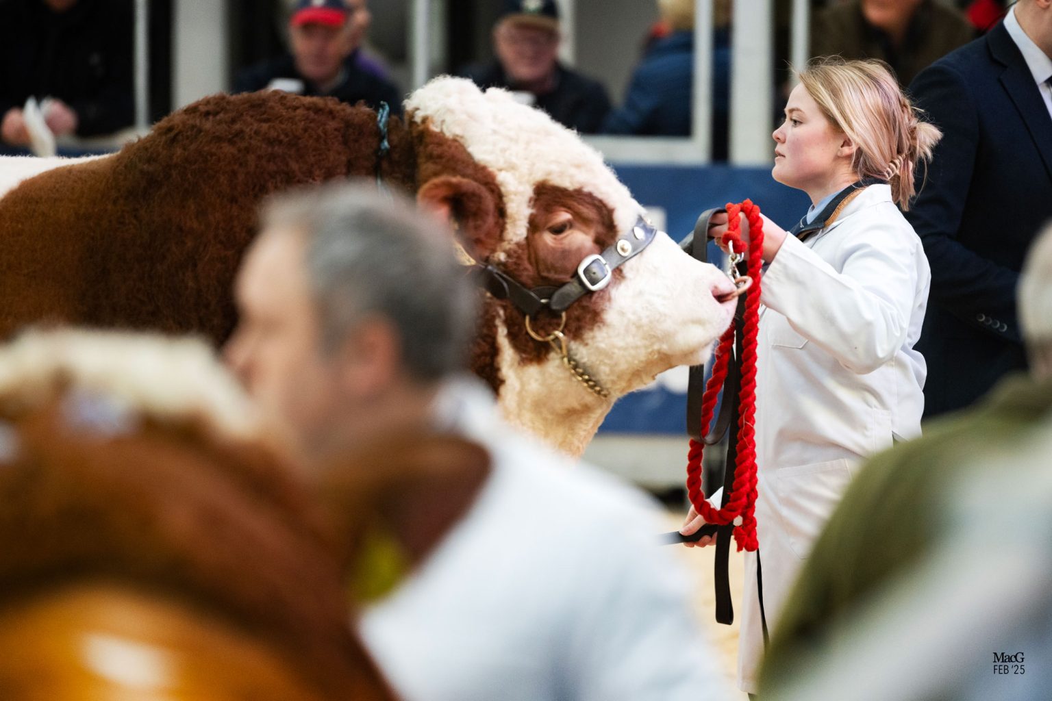 Stirling - Simmental - Feb '25 - MacGregor Photography