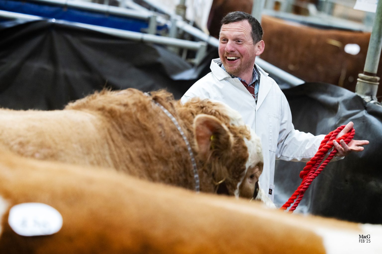 Stirling - Simmental - Feb '25 - MacGregor Photography
