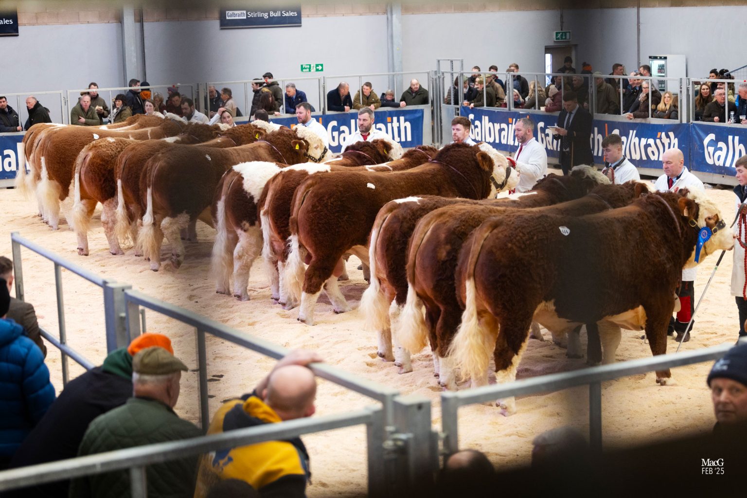Stirling - Simmental - Feb '25 - MacGregor Photography