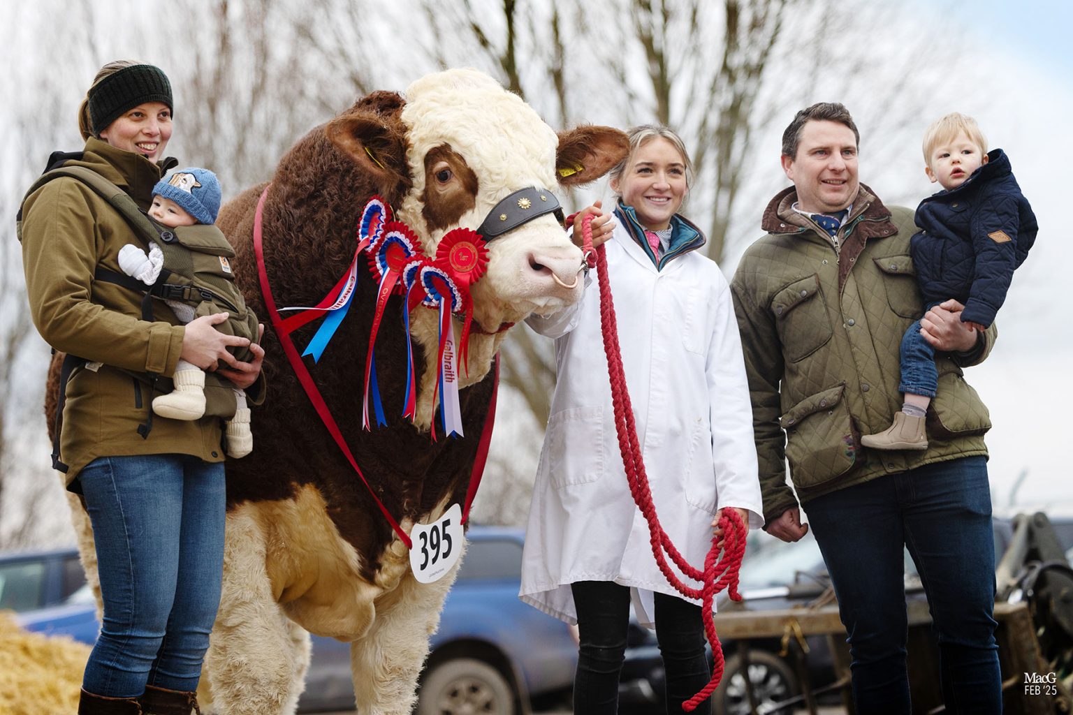 Stirling - Simmental - Feb '25 - MacGregor Photography