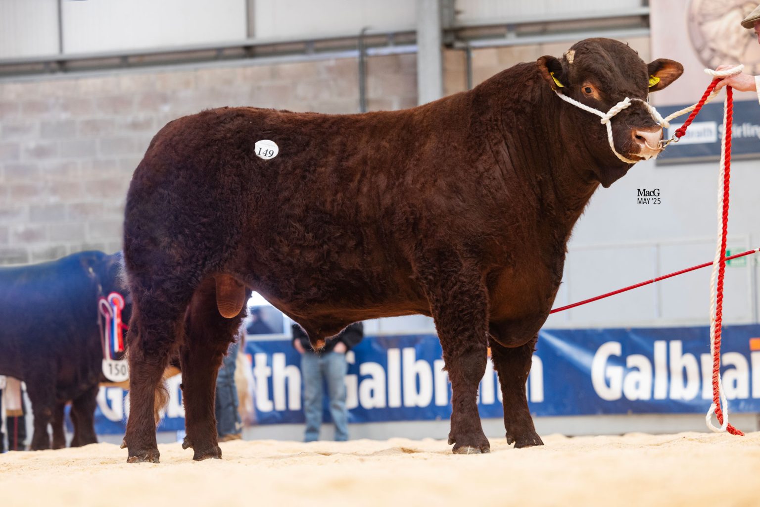 Stirling - Multi-breed Bull Sale - May '25 - MacGregor Photography