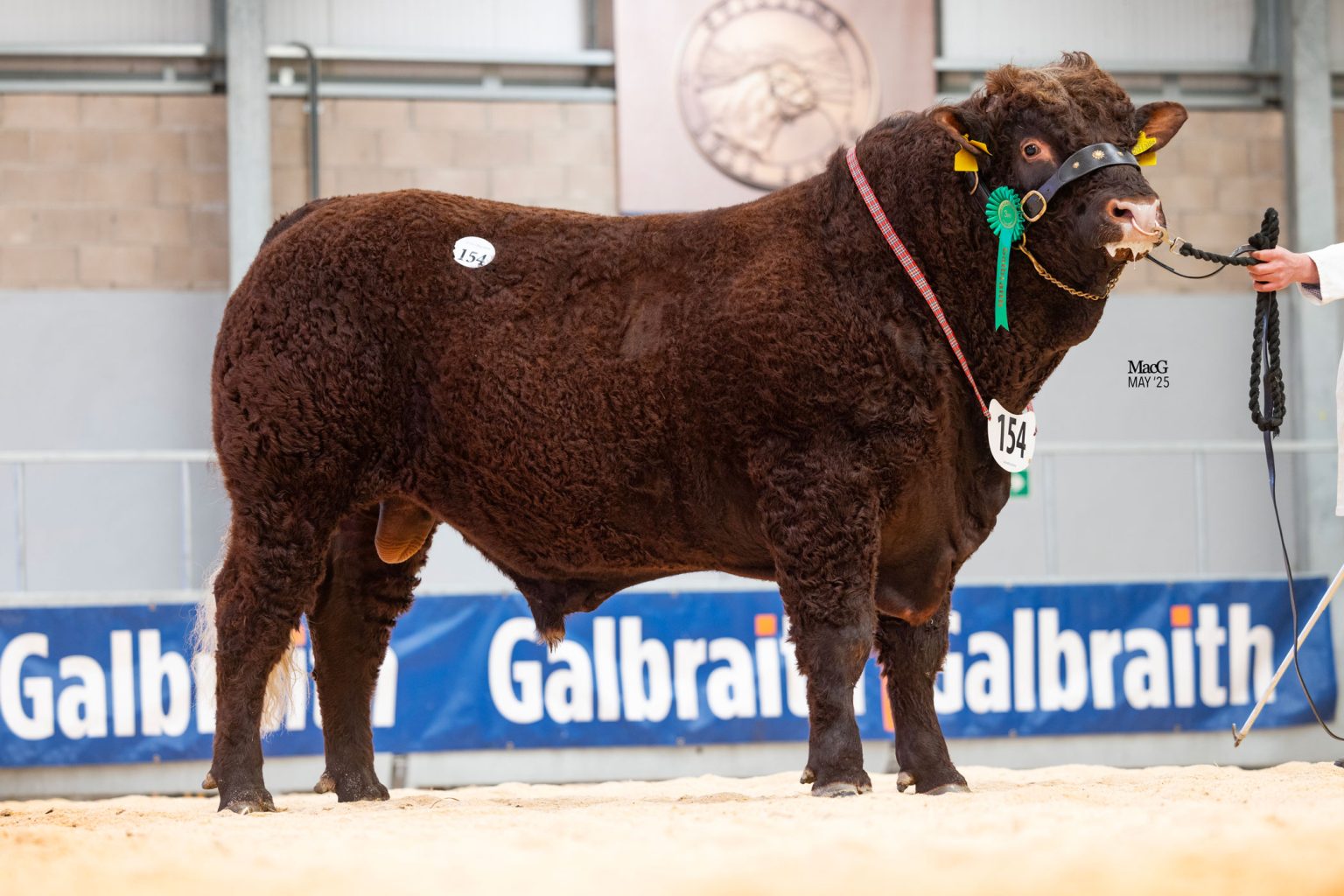 Stirling - Multi-breed Bull Sale - May '25 - MacGregor Photography