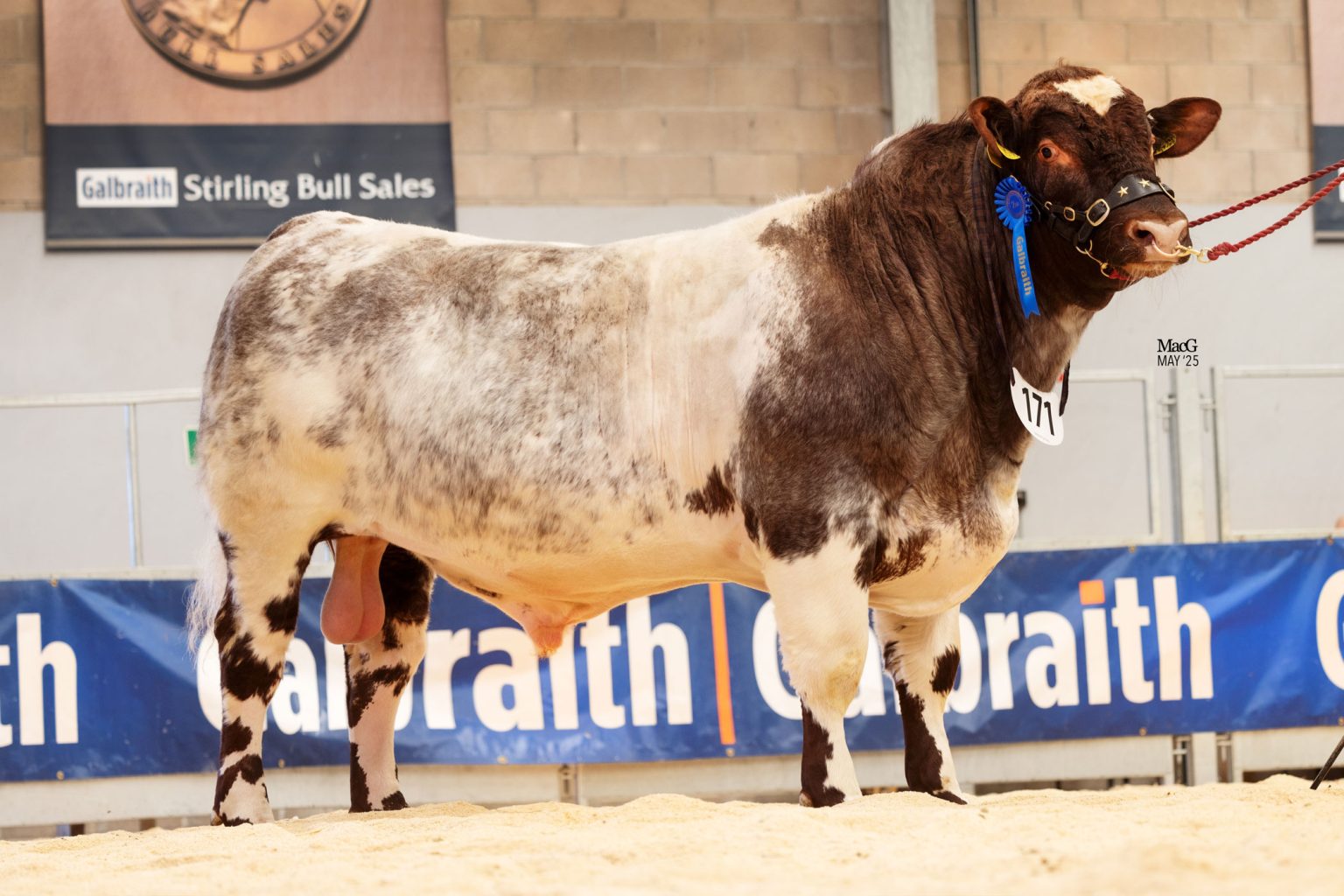 Stirling - Multi-breed Bull Sale - May '25 - MacGregor Photography