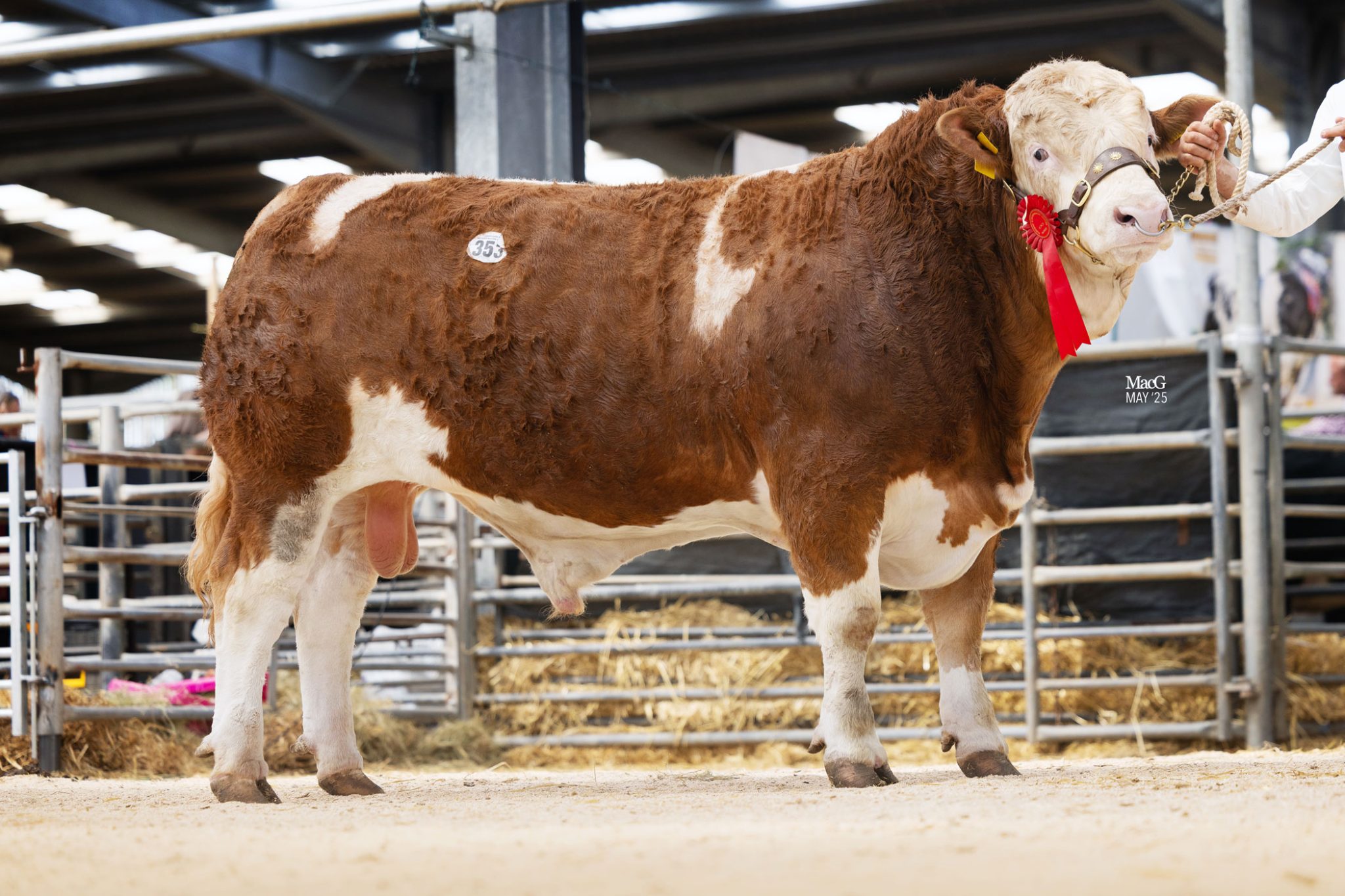 Carlisle - Simmental - May '25 - MacGregor Photography