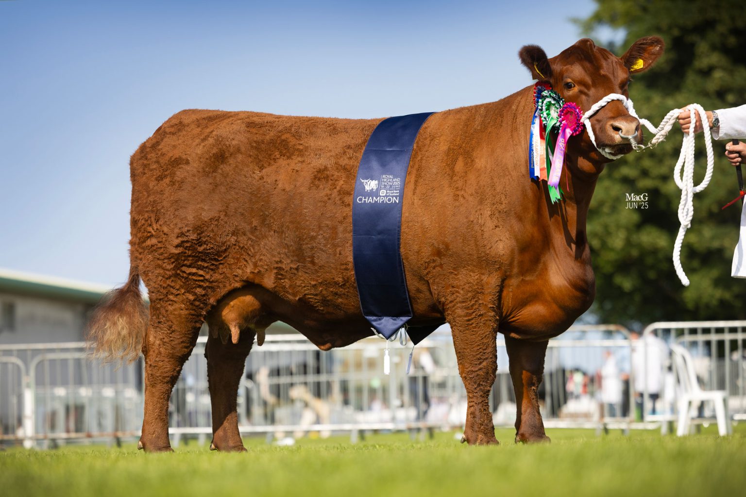 Royal Highland Show '25 - Cattle - MacGregor Photography