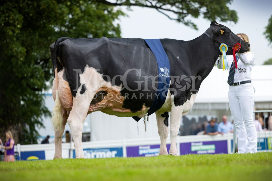 D-CHAMP-Holstein-5842 - MacGregor Photography