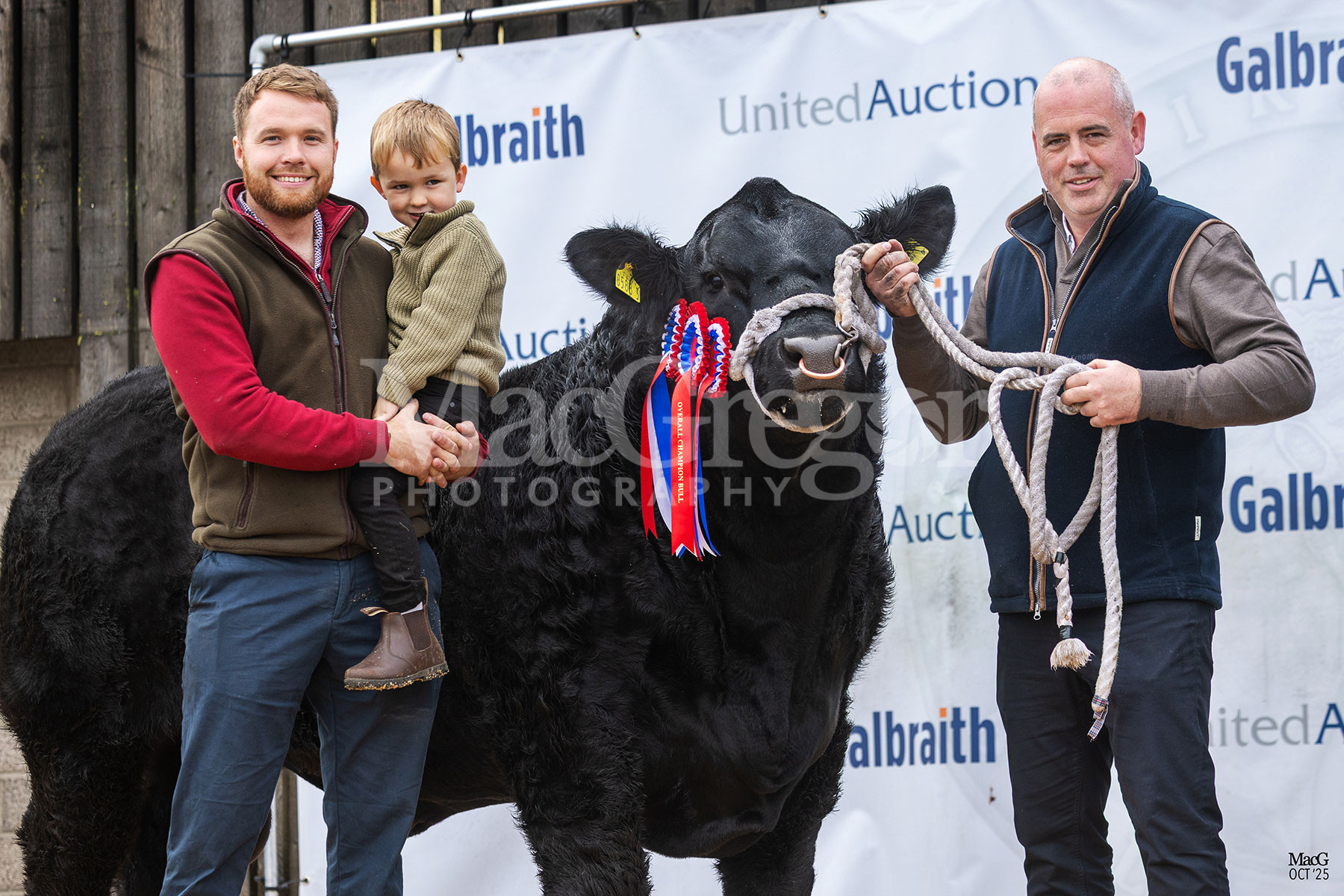 Stirling - Aberdeen-Angus - Oct '25 - MacGregor Photography
