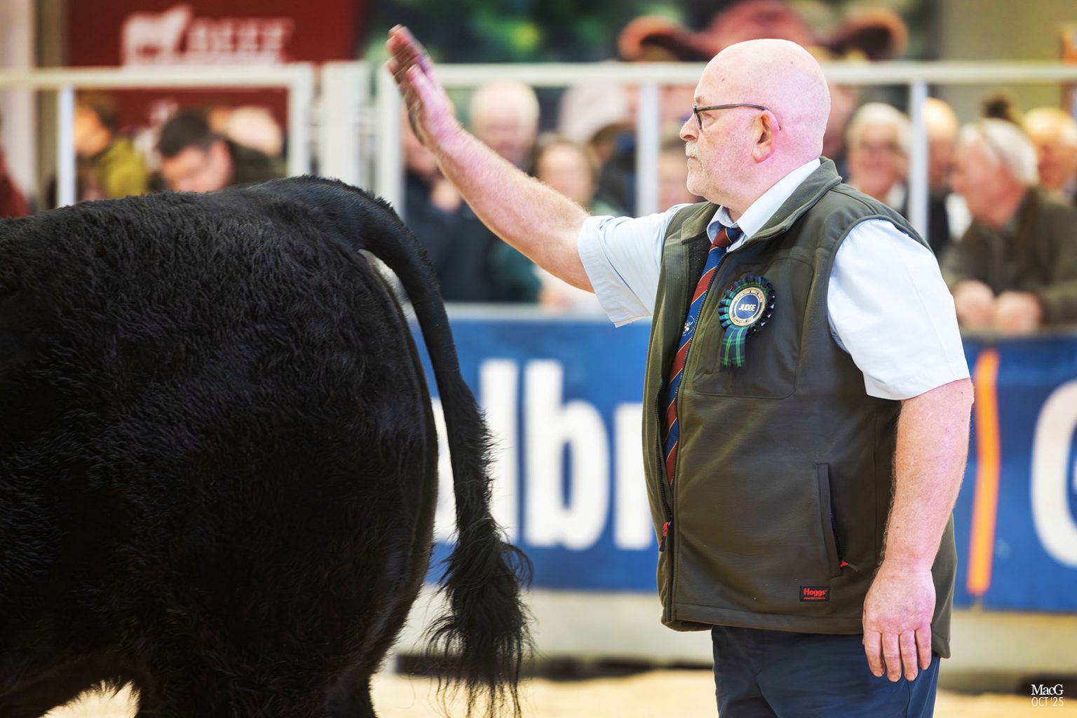 Stirling - Aberdeen-Angus - Oct '25 - MacGregor Photography