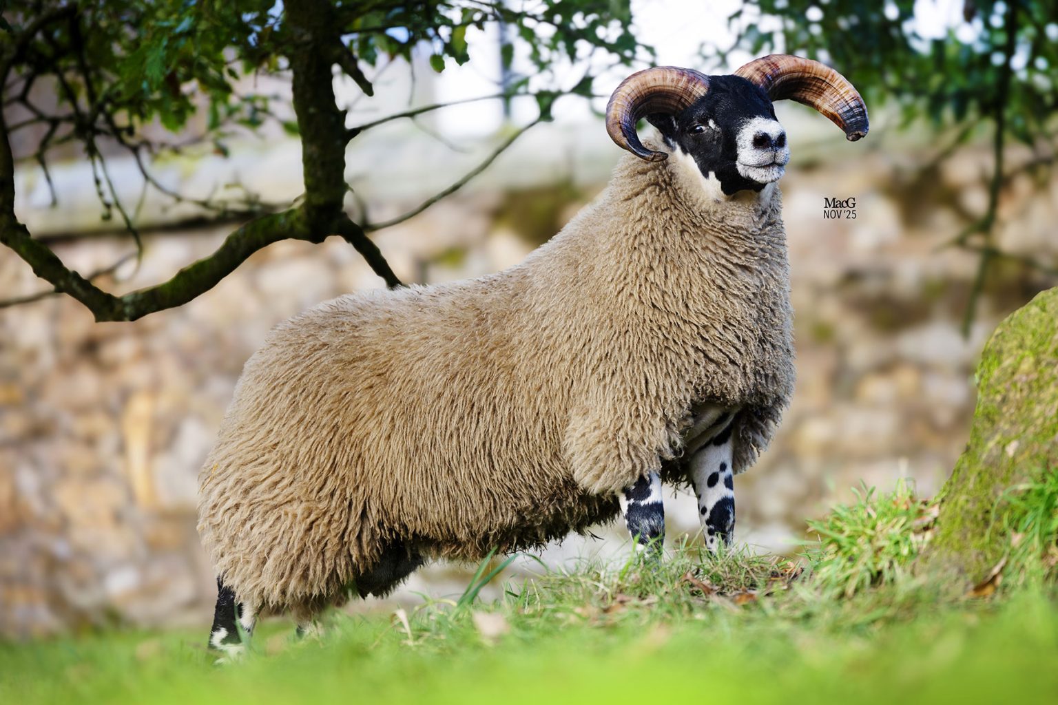 Blackie Tups '25 - MacGregor Photography