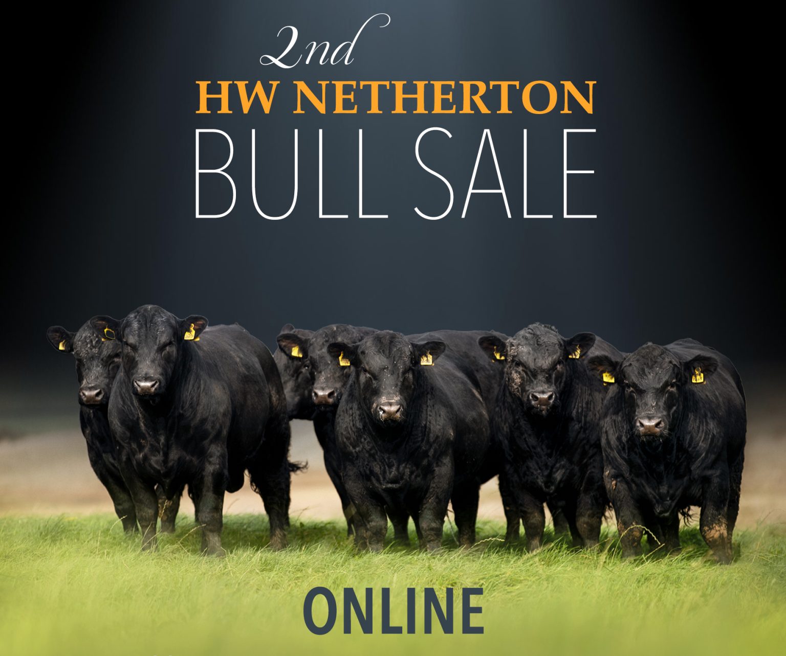 HW Netherton Angus ONLINE sale preview - MacGregor Photography