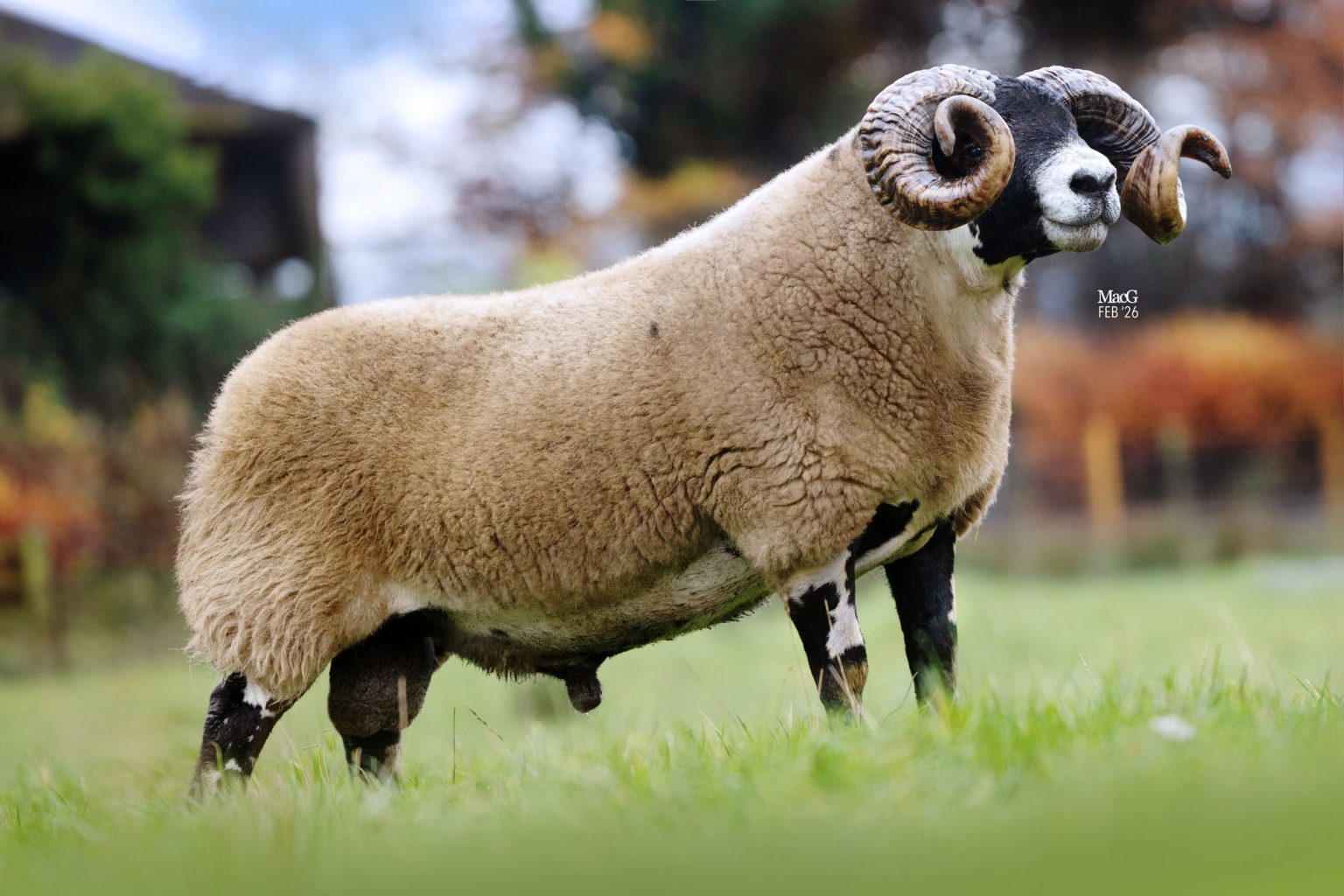 Blackie Tups '25 - MacGregor Photography