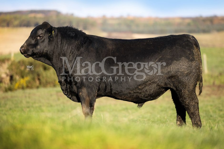HW Netherton Angus ONLINE sale preview - MacGregor Photography