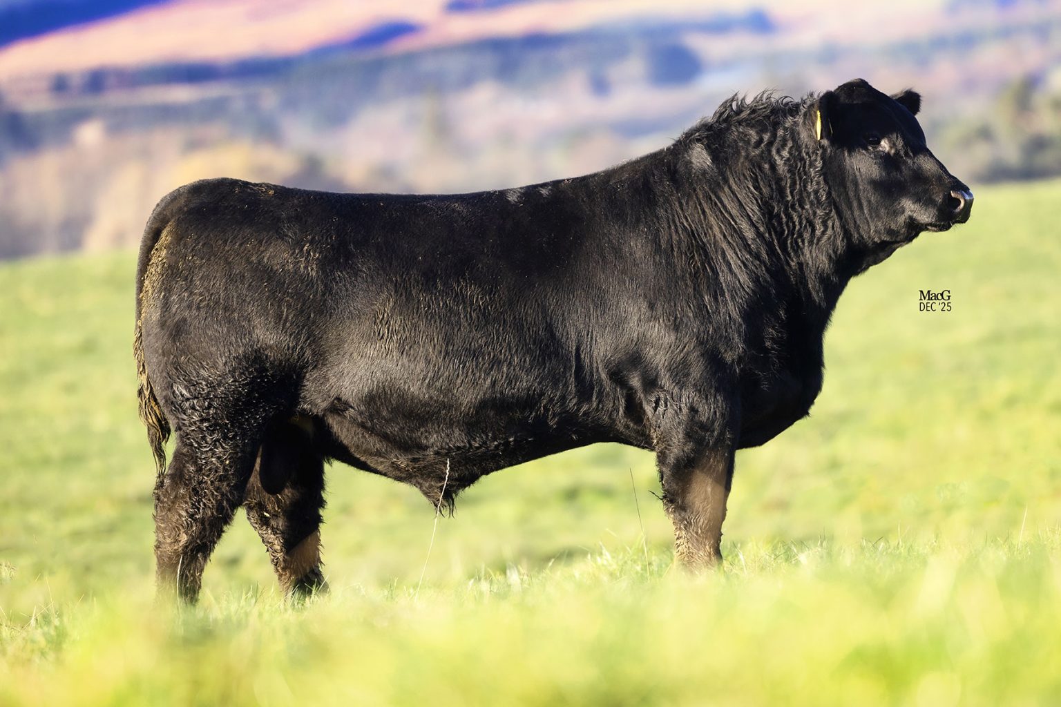 HW Netherton Angus ONLINE sale preview - MacGregor Photography