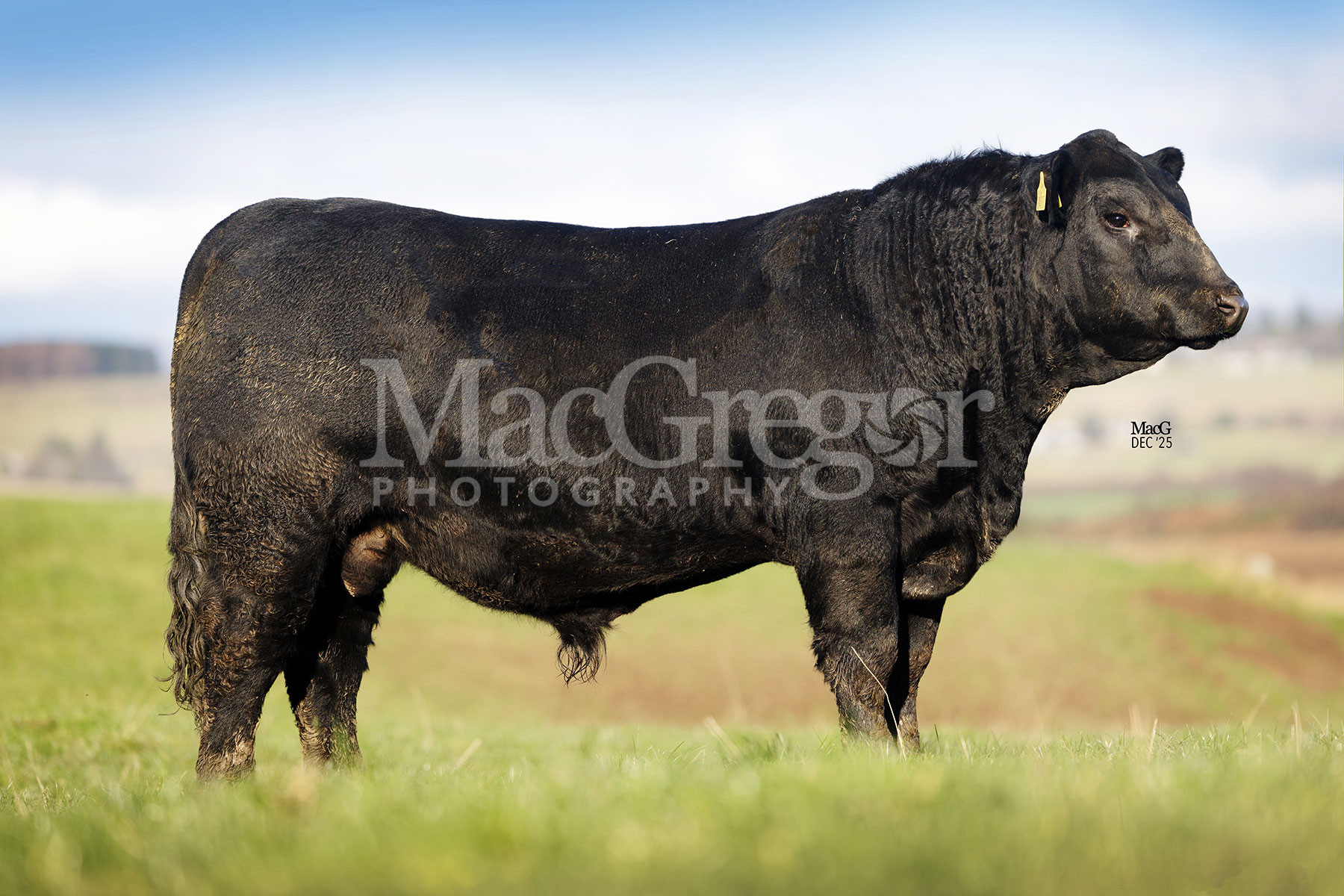 HW Netherton Angus ONLINE sale preview - MacGregor Photography