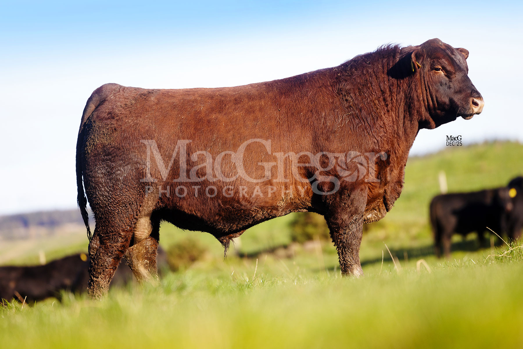 HW Netherton Angus ONLINE sale preview - MacGregor Photography